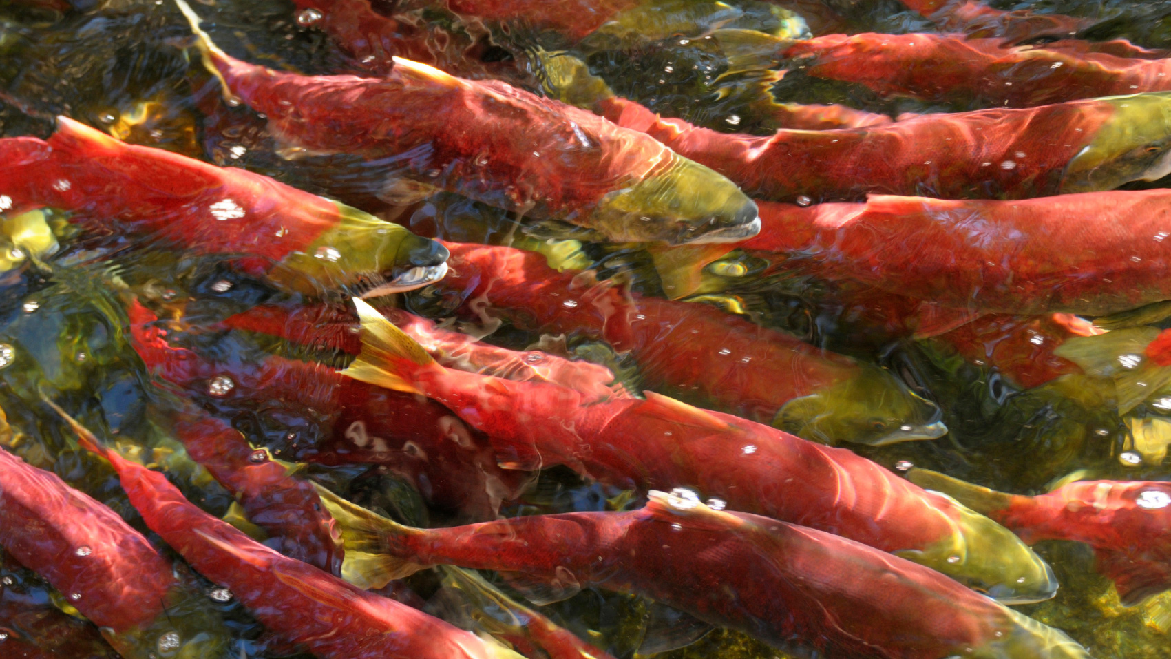A Global Assessment of Salmon Aquaculture Impacts on Wild Salmonids ...