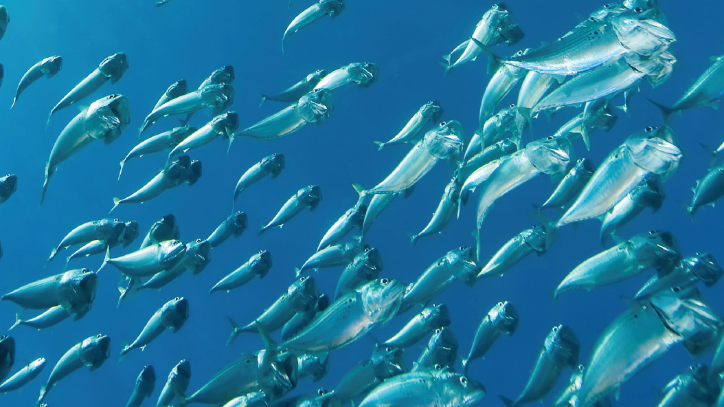 Lenfest Forage Fish Task Force | Lenfest Ocean Program