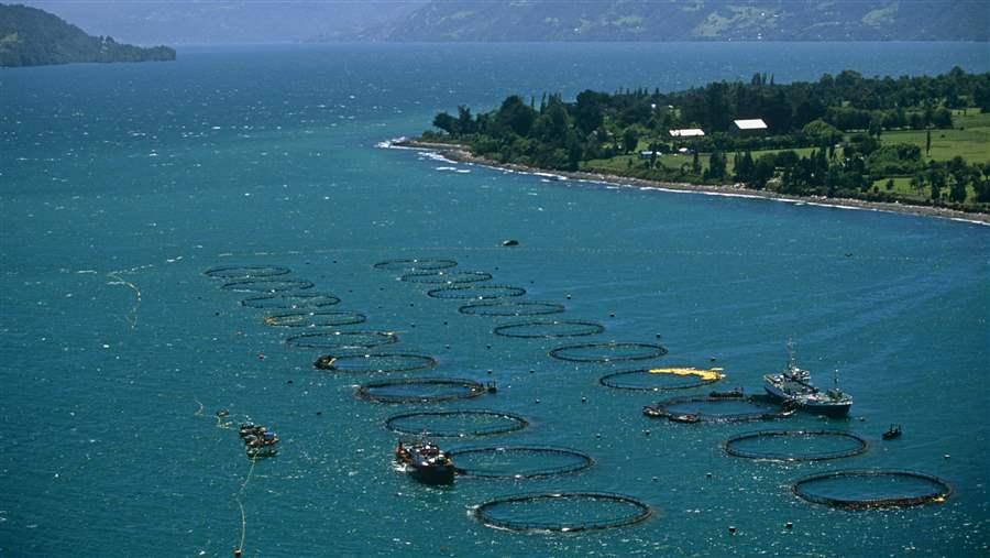 Bacteria at a Chilean Aquaculture Site Have More Antimicrobial ...