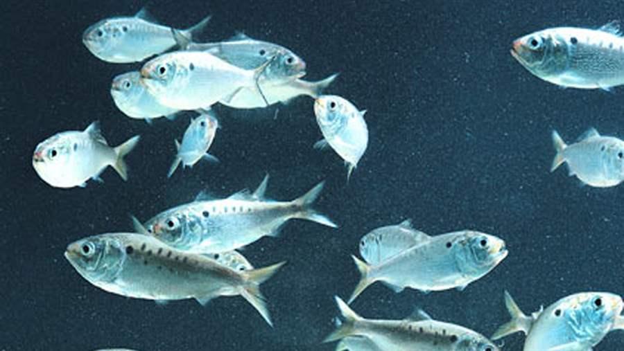 Developing an Empirical Dynamic Framework for Gulf Menhaden | Lenfest ...