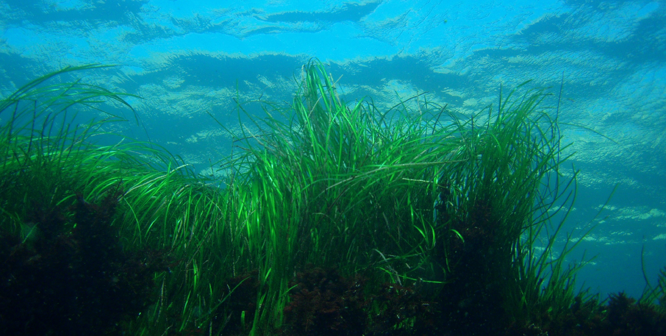 Lenfest Ocean Program | Lenfest Ocean Program