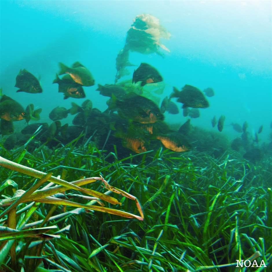 Lenfest Ocean Program | Lenfest Ocean Program