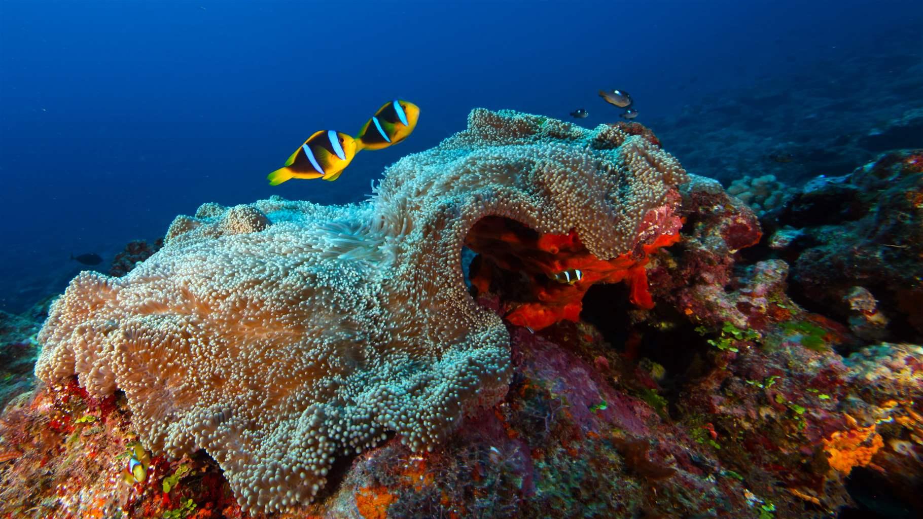 Webinar on Marine Biodiversity Dialogues | Lenfest Ocean Program