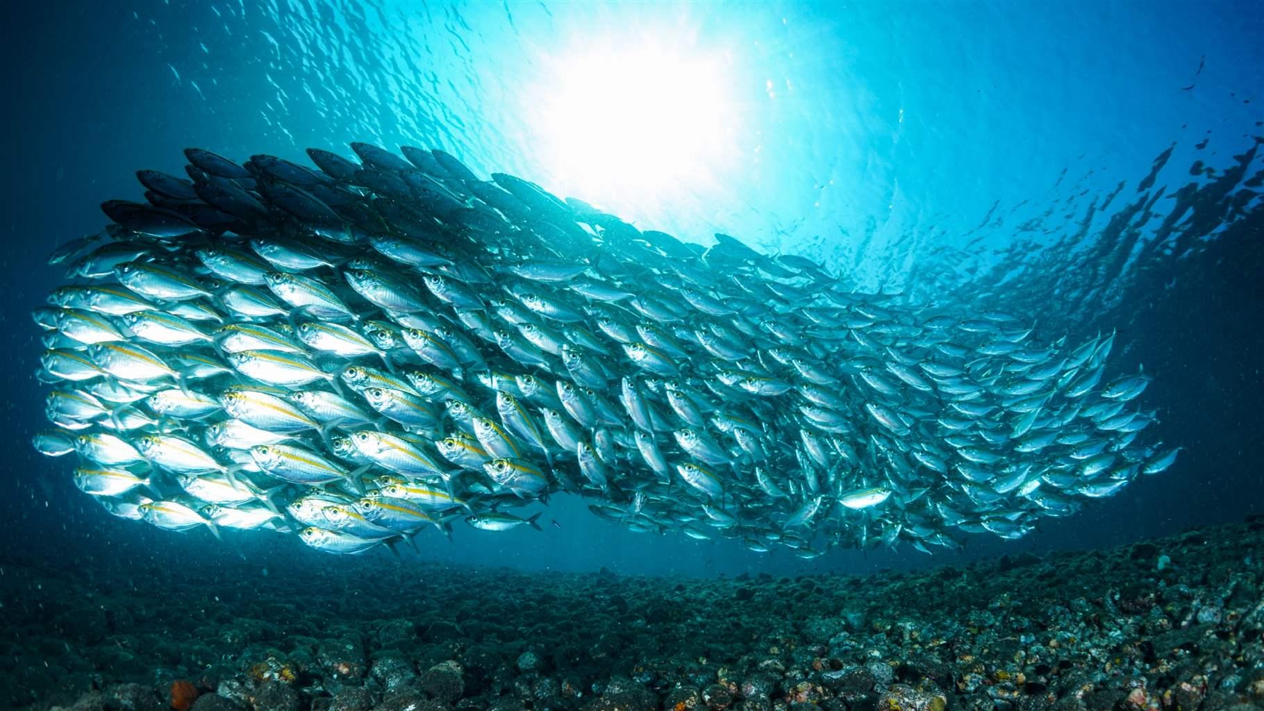 Four Projects Seeking to Enhance Climate-Resilience Fisheries | Lenfest ...