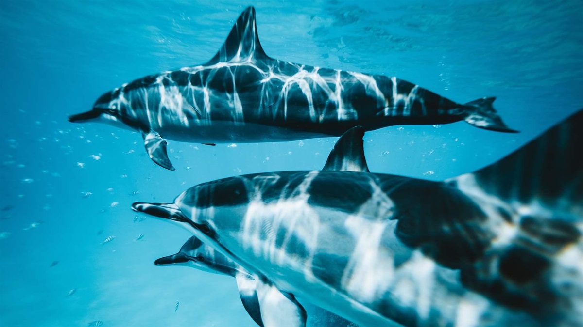 Summary of Best Practices for Assessing and Managing Marine Mammal ...