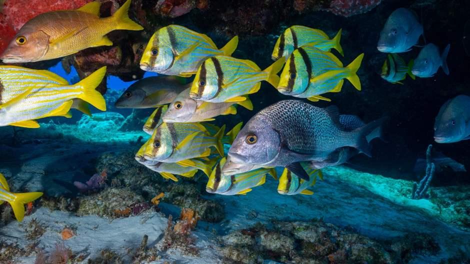 Progress Toward Informing an Ecosystem-Based Approach for Fisheries ...