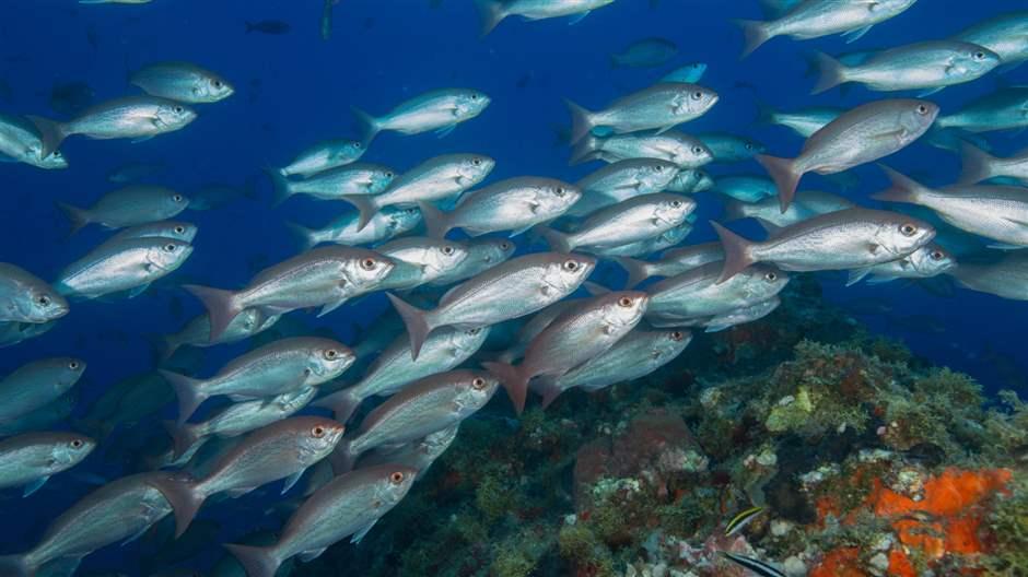 Understanding Climate Impacts on Stock Assessments in the U.S ...