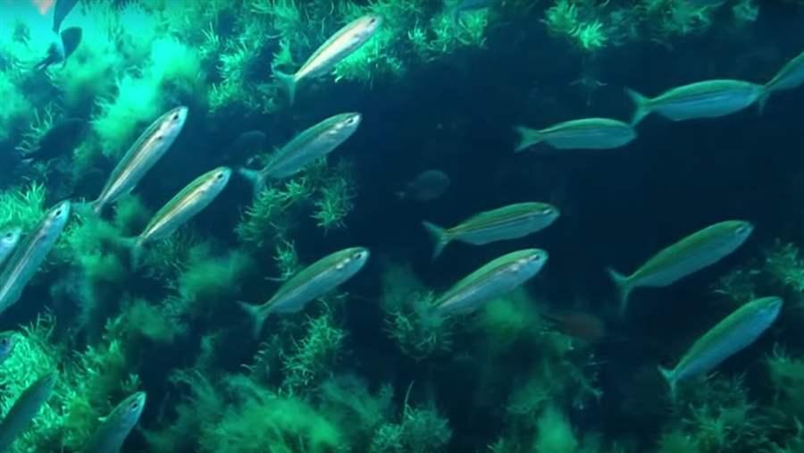 Forage Fish and Europe | Lenfest Ocean Program