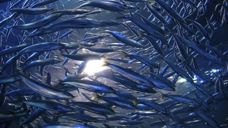 New Study Confirms Use of Species-Specific Data to Manage Forage Fish ...