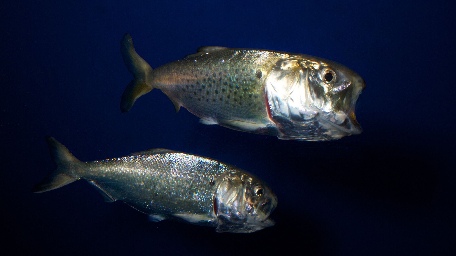 Advancing ecological reference points for Atlantic menhaden | Lenfest ...