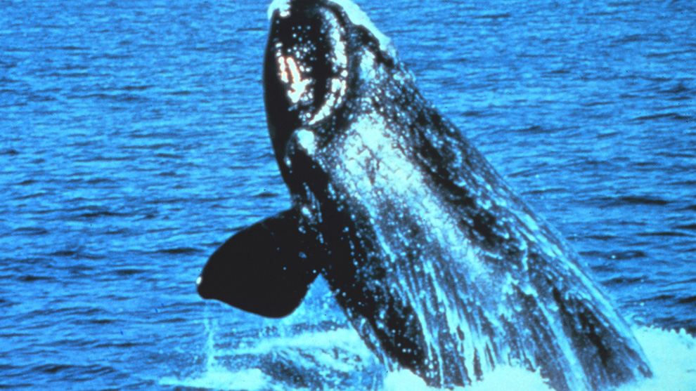 Climate Change and the Oceanography of the North Atlantic Right Whale ...
