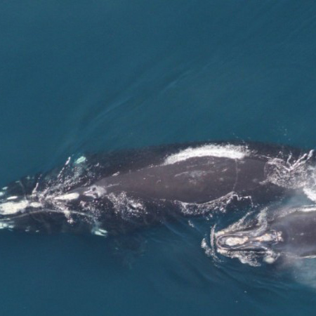 Lenfest Ocean Program | Lenfest Ocean Program