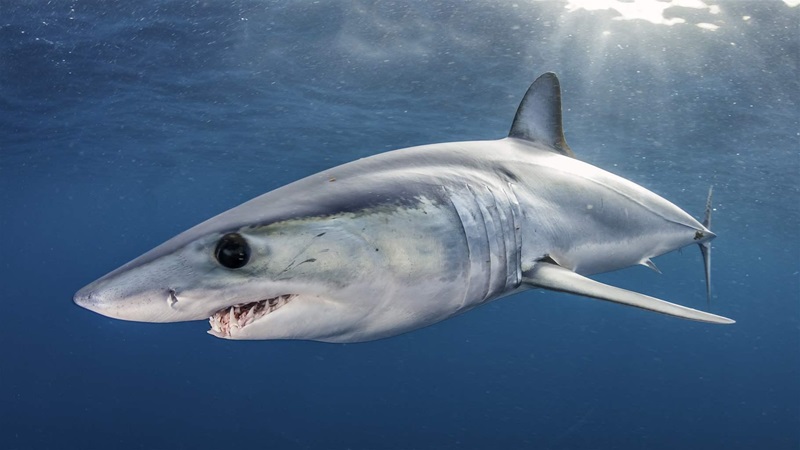 Researcher Discusses How to Improve Shortfin Mako Shark Abundance ...