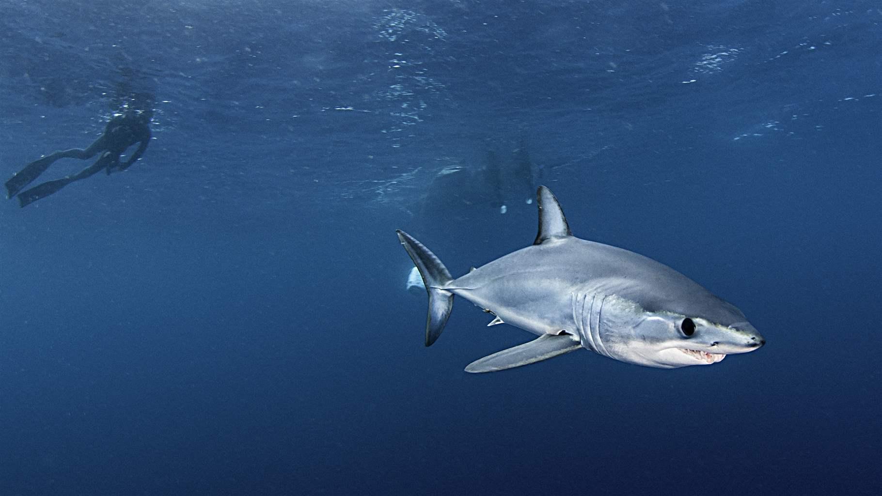 Can a Novel Genetic Approach Improve Shortfin Mako Shark Management in ...