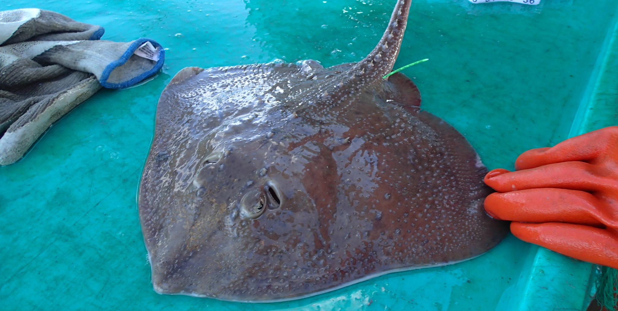 Lenfest Ocean Program | Lenfest Ocean Program