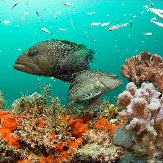 Lenfest Ocean Program | Lenfest Ocean Program