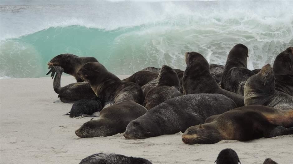 Project on Fur Seals Featured on NOAA Website | Lenfest Ocean Program