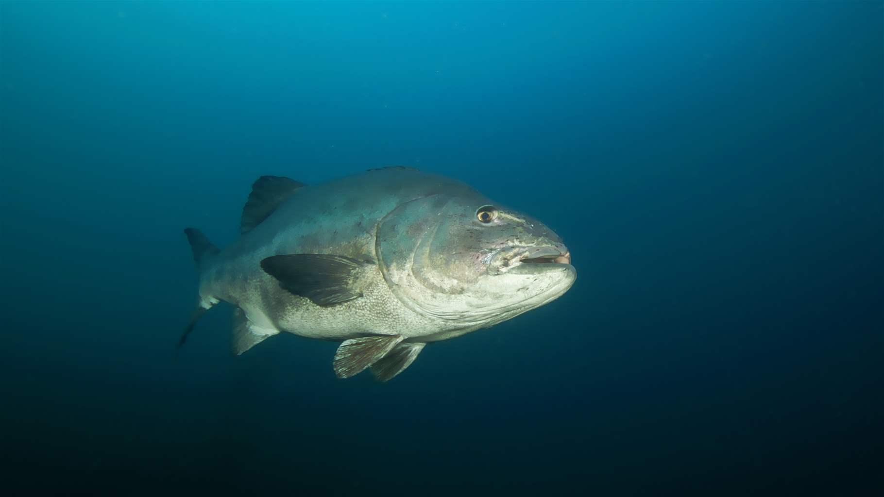 Informing Adaptive Allocation Strategies for Transboundary Fish Stocks ...