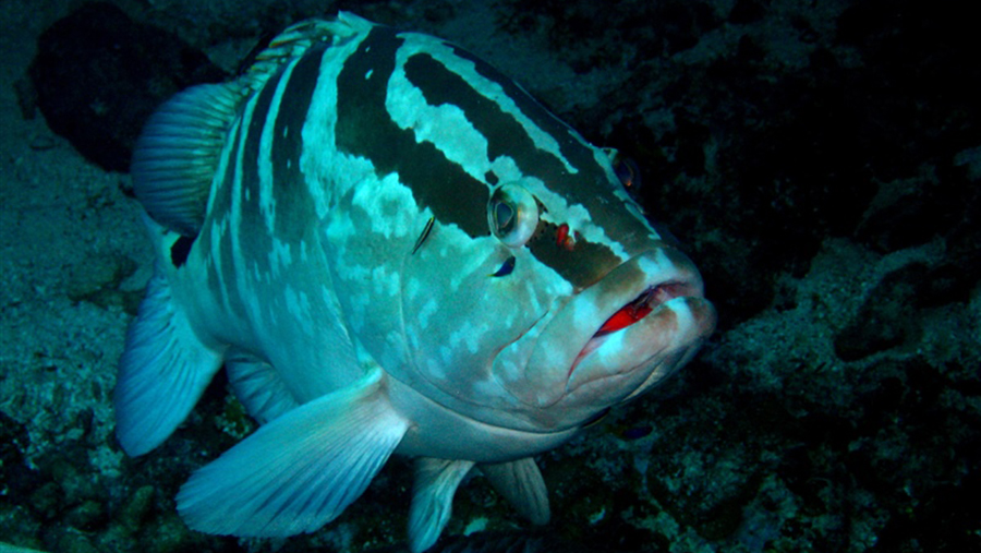 Research Partnership Demonstrates Recovery of Critically Endangered ...