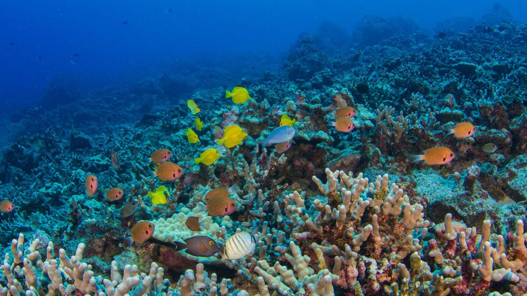 Regional Reef Fish Survey Design and Scaling Using High-Resolution ...