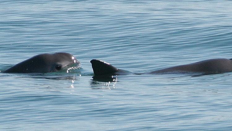 Best Practices for Assessing and Managing Bycatch of Marine Mammals ...