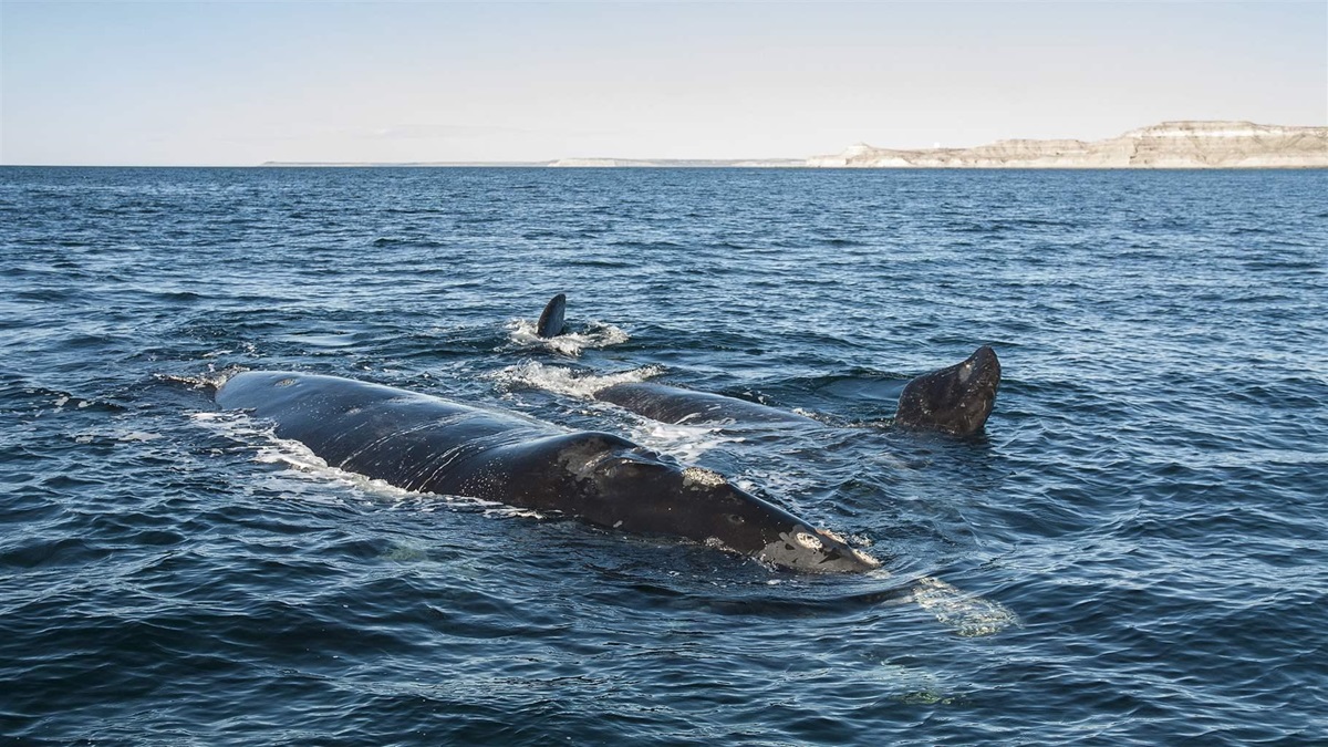 New Research is Redefining How North Atlantic Right Whales Use Habitats ...