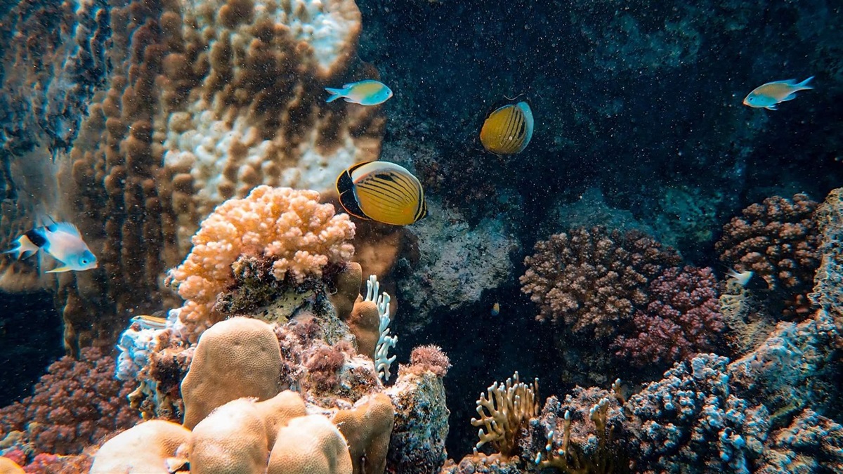 Marine Biodiversity Dialogues: Expert Task Forces | Lenfest Ocean Program