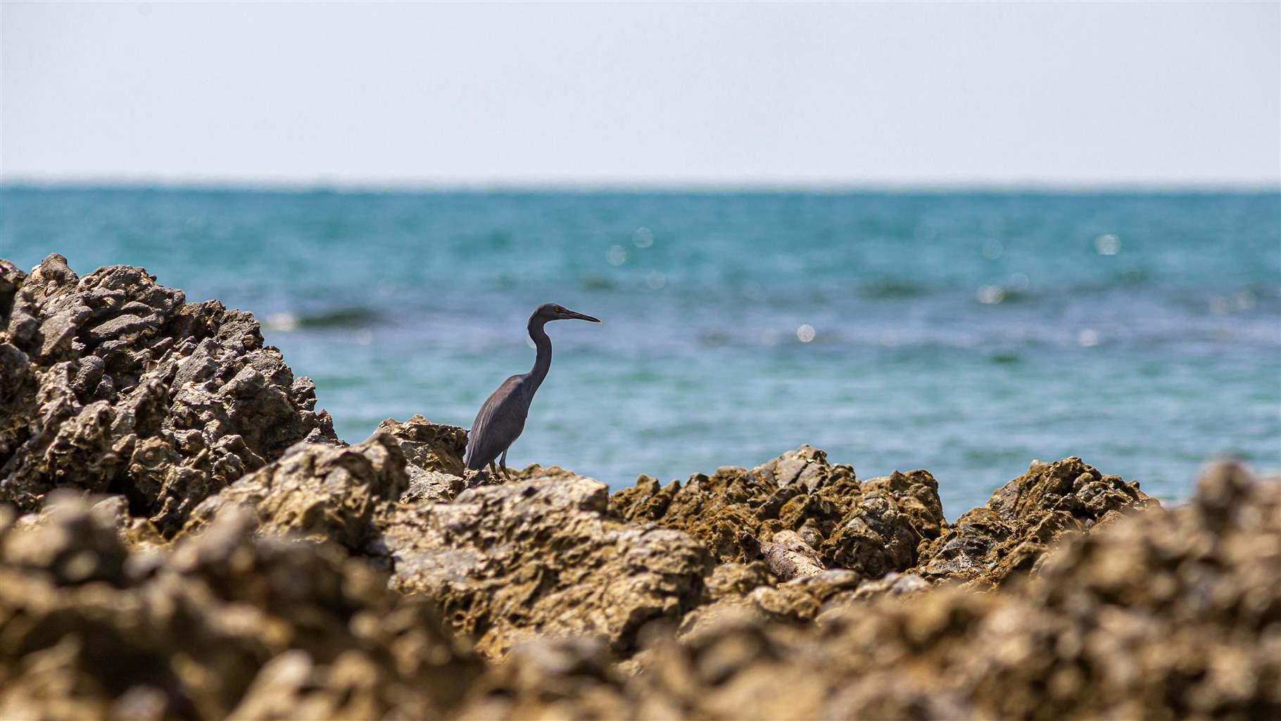 Integrating Ecosystem Indicators into Thailand Fisheries Management ...