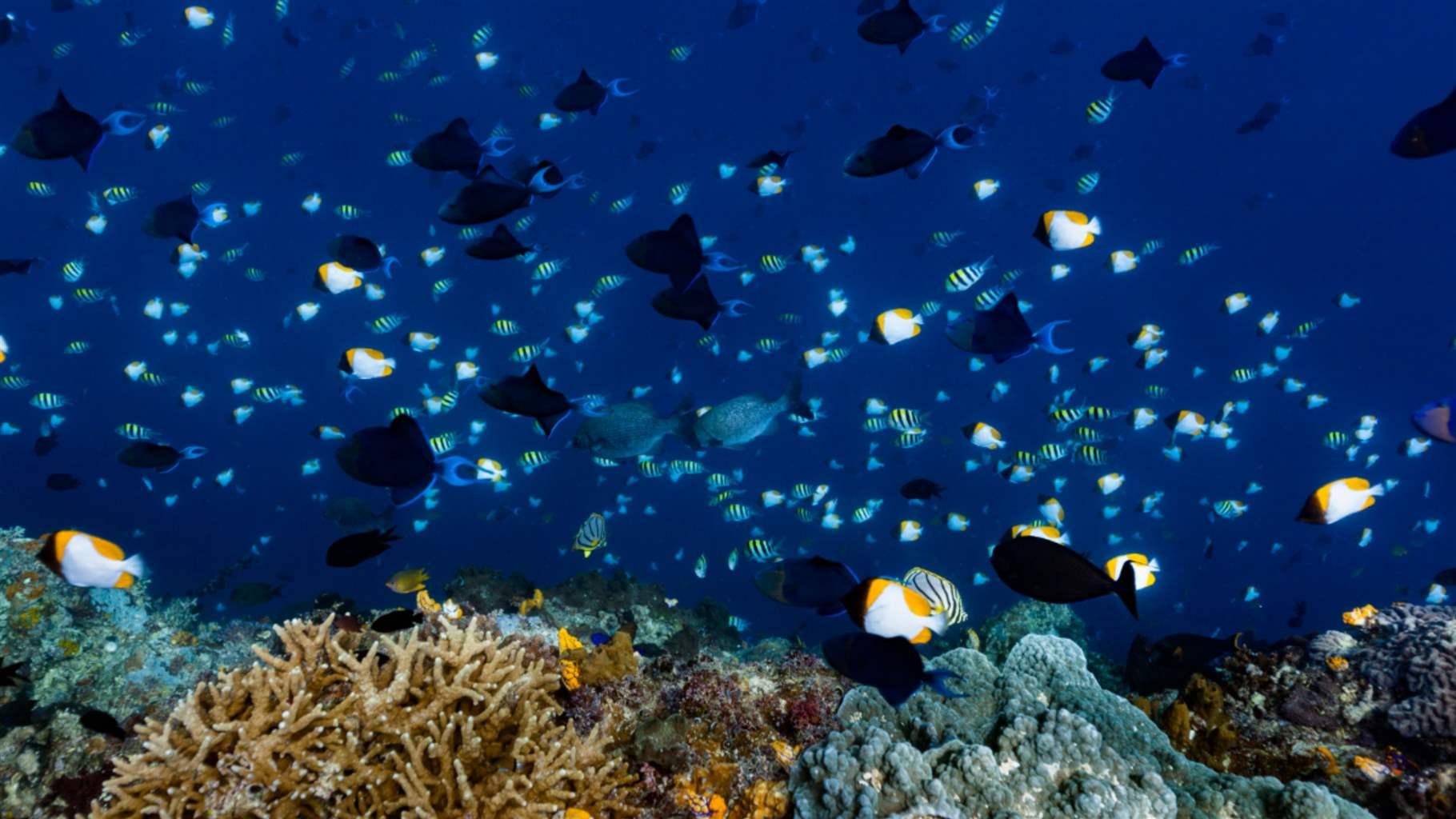 Portfolio Theory as a Tool to Advance EBFM in U.S. Fisheries Management ...