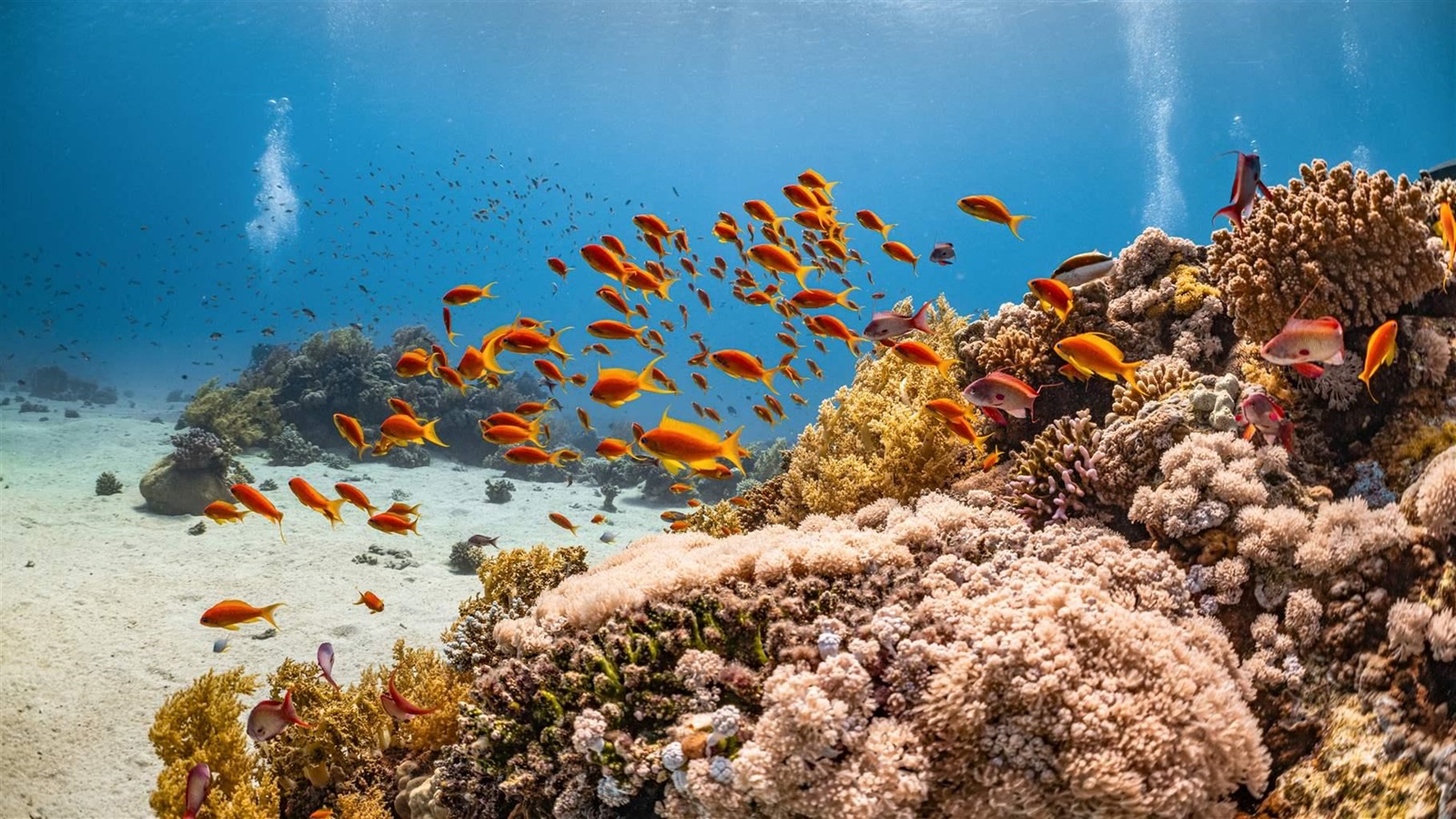 Lenfest Ocean Program | Lenfest Ocean Program