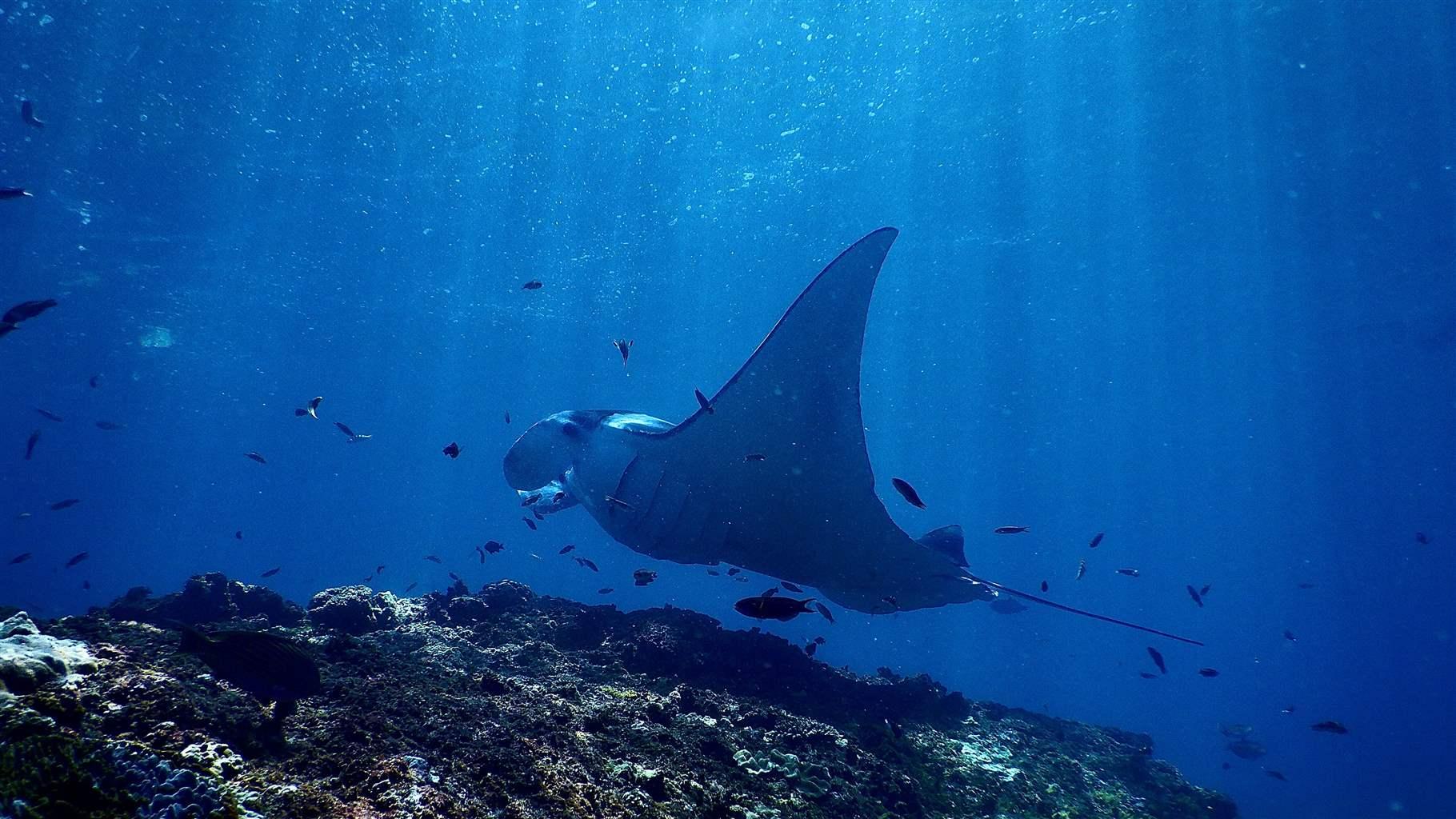 Marine Biodiversity Dialogues Task Force I Releases New Framework to ...