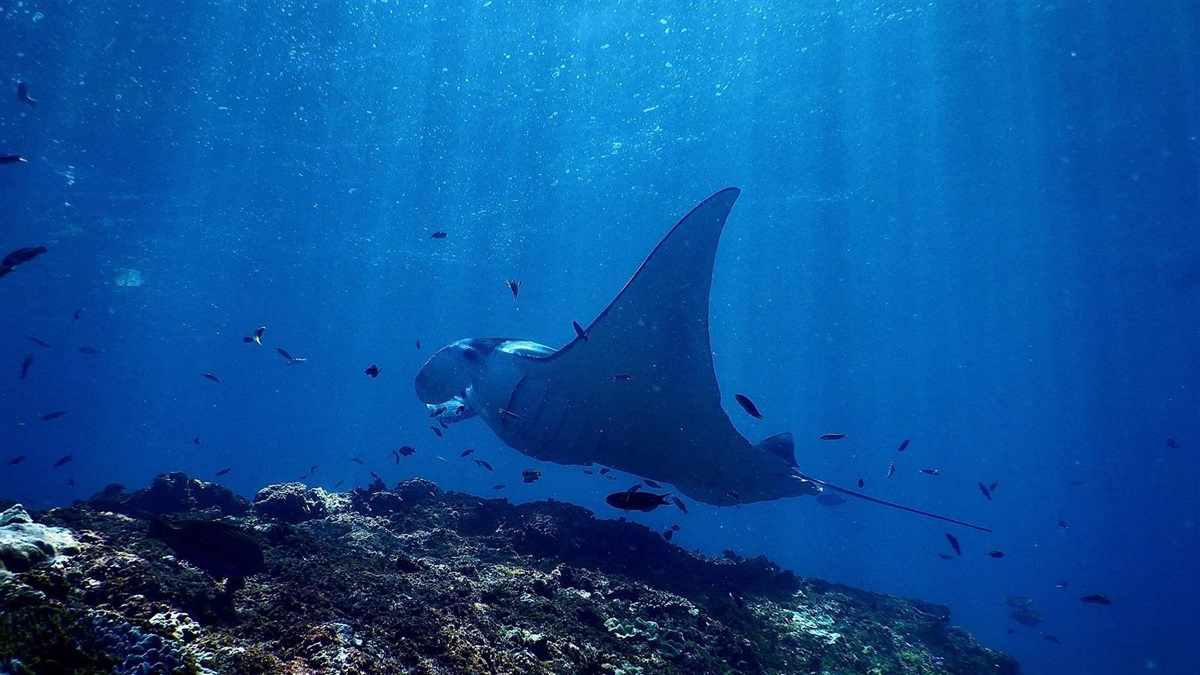 Marine Biodiversity Dialogues Task Force I Releases New Framework to ...